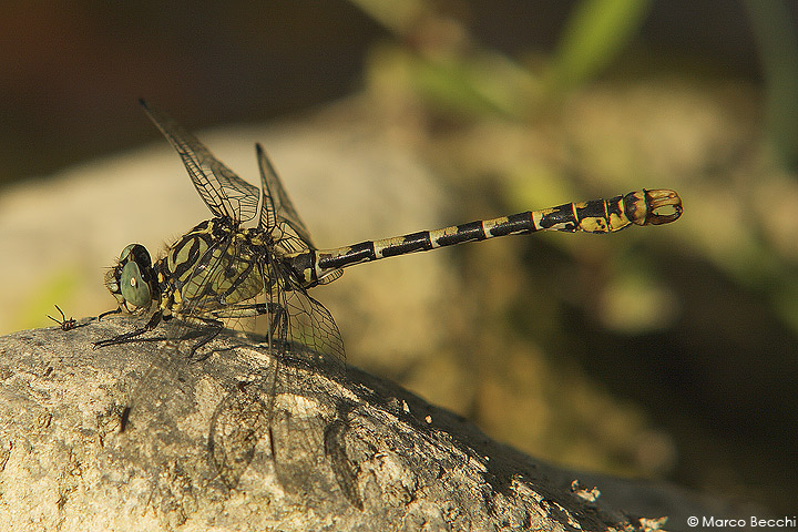Onychogomphus forcipatus , Natura Mediterraneo | Forum Naturalistico Onychogomphus forcipatus , Natura Mediterraneo | Forum Naturalistico