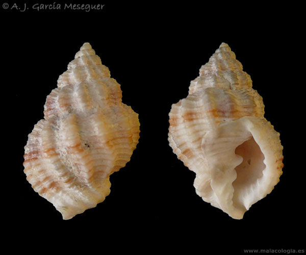 Cancellaria cancellata o similis ? , Natura Mediterraneo | Forum Naturalistico