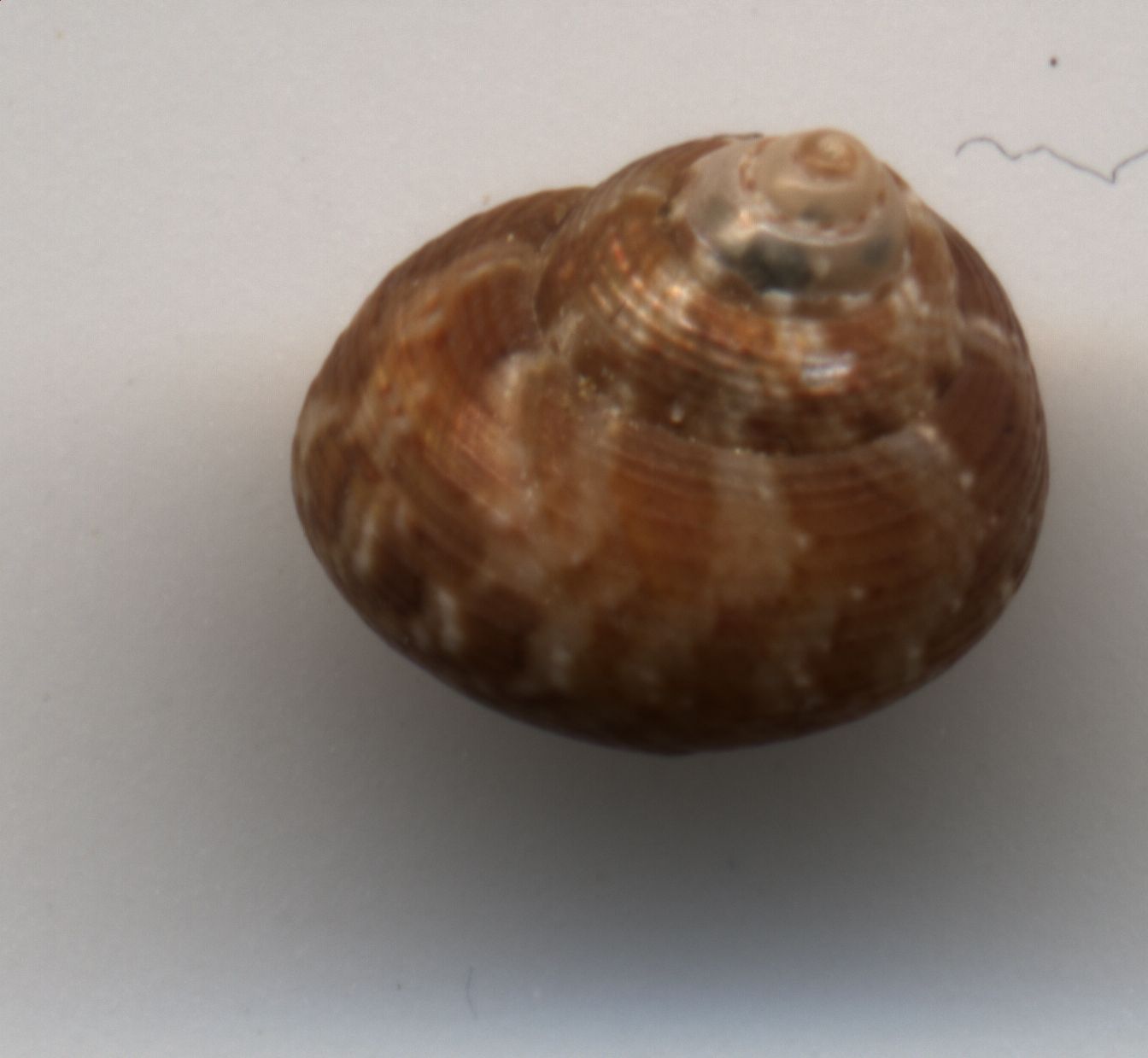 Gibbula? , Natura Mediterraneo | Forum Naturalistico