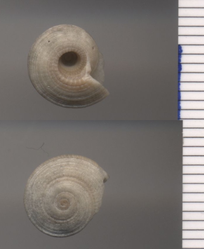 Heliacus subvariegatus giovanile? , Natura Mediterraneo | Forum Naturalistico