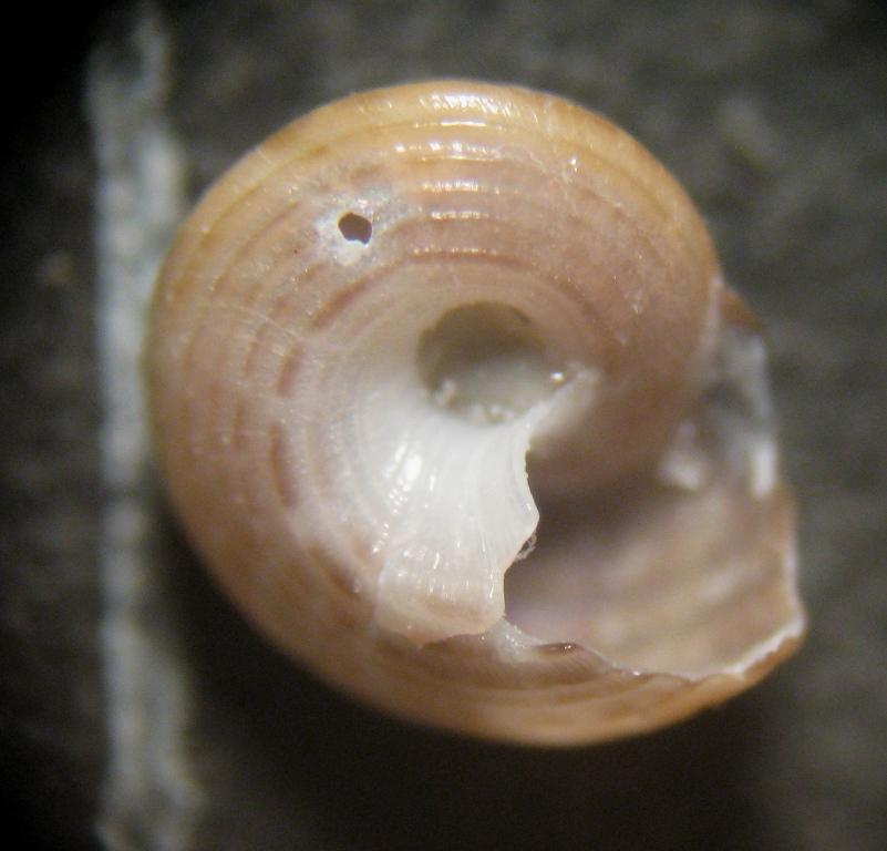 Gibbula philberti. , Natura Mediterraneo | Forum Naturalistico