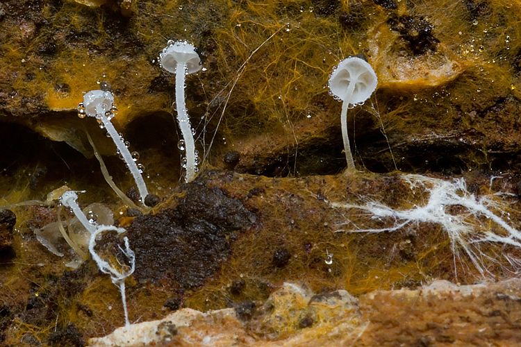 Funghetto da det. (Hemimycena/Delicatula sp.) , Natura Mediterraneo | Forum Naturalistico