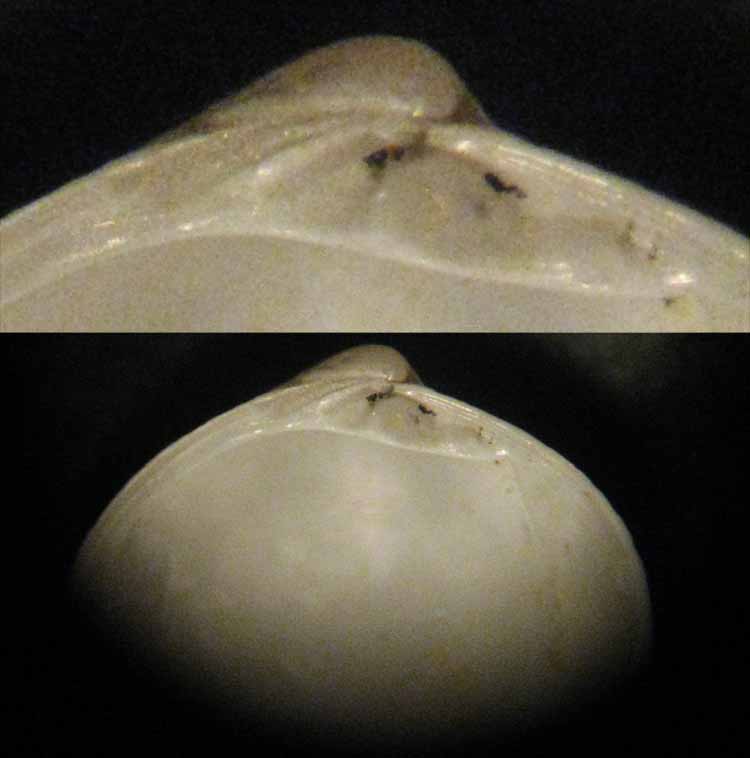 Gouldia minima juv? , Natura Mediterraneo | Forum Naturalistico