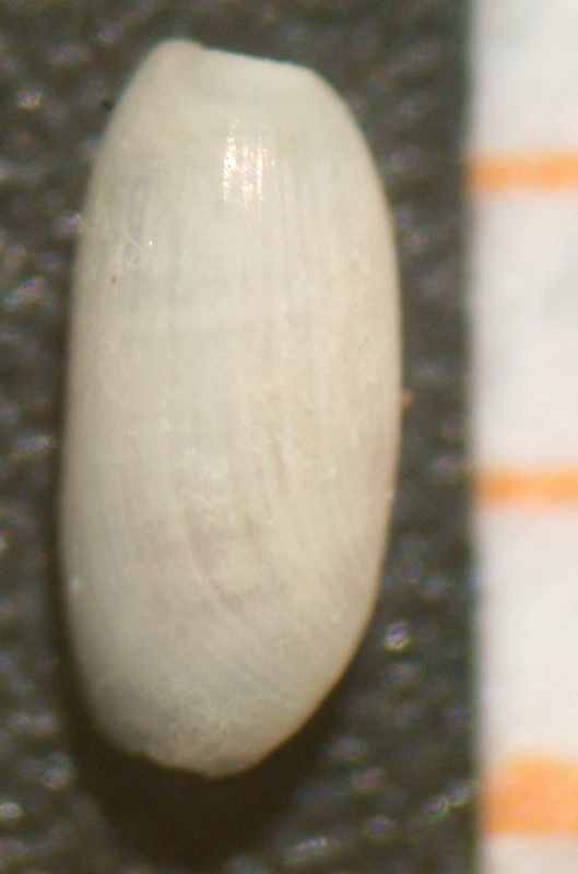 Retusidae , Natura Mediterraneo | Forum Naturalistico