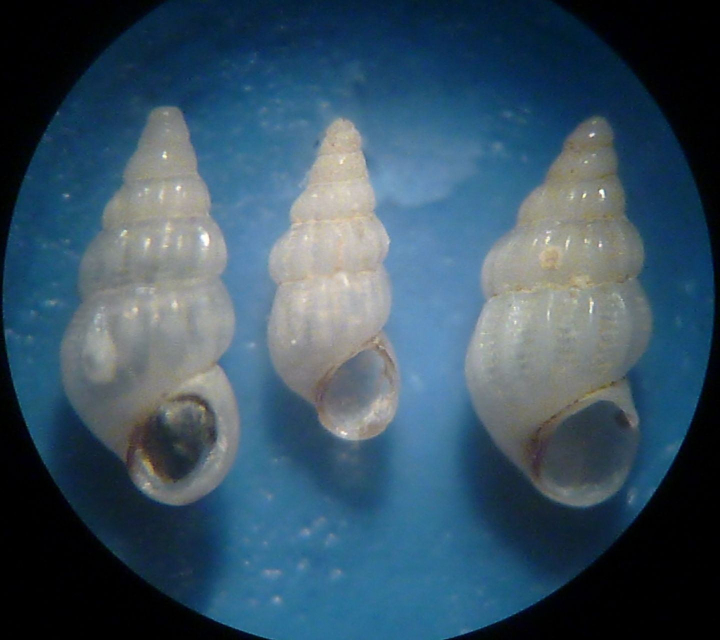 Rissoa similis? , Natura Mediterraneo | Forum Naturalistico