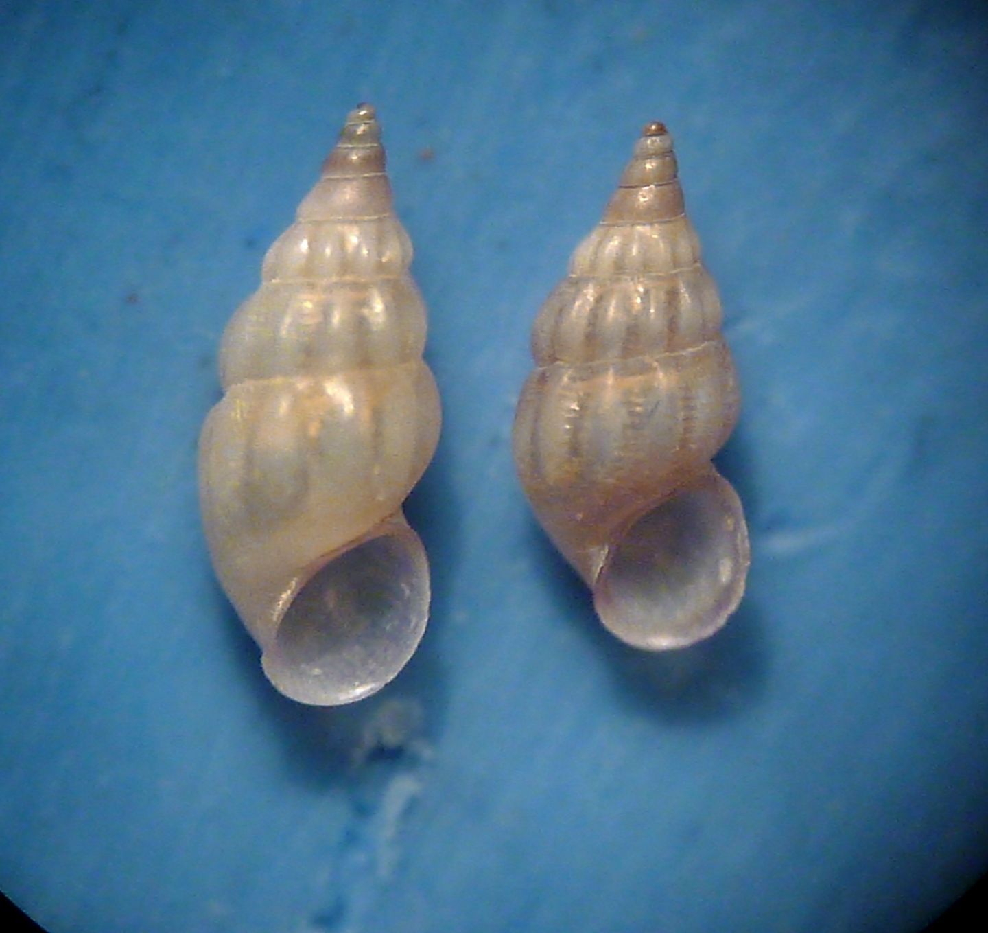 Rissoa similis? , Natura Mediterraneo | Forum Naturalistico