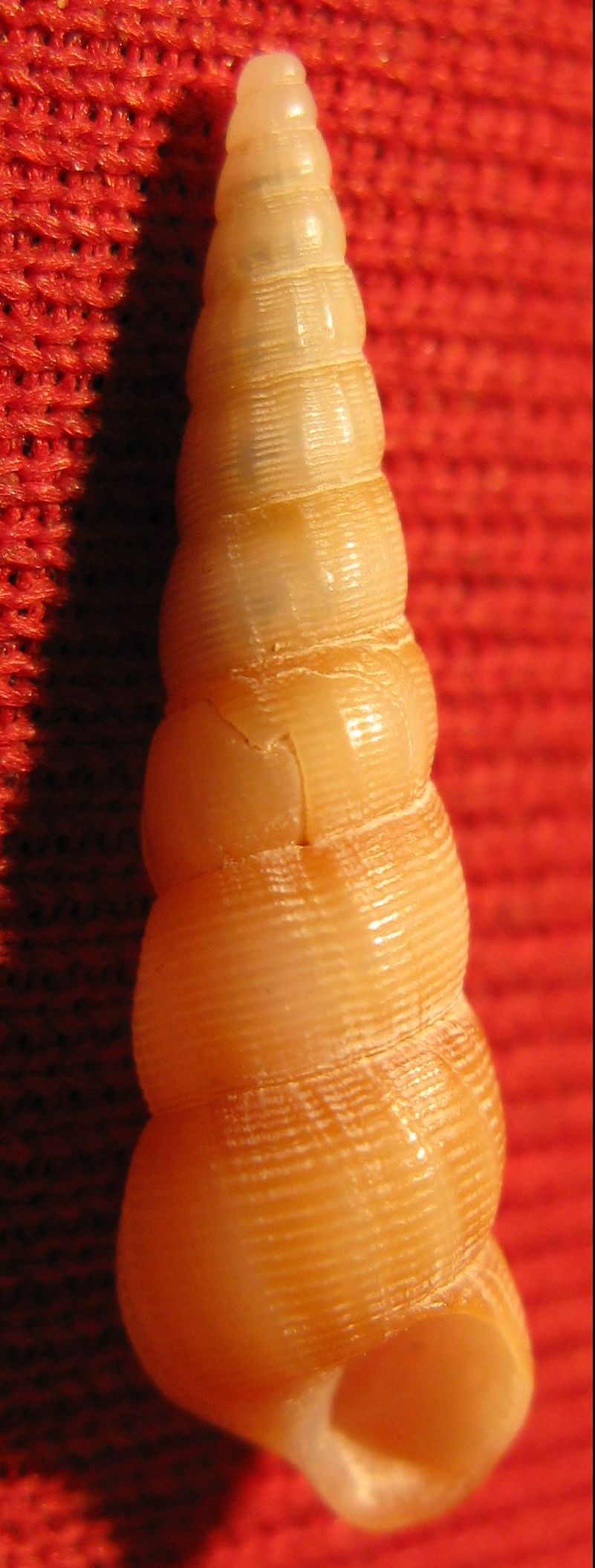 Acirsa subdecussata , Natura Mediterraneo | Forum Naturalistico