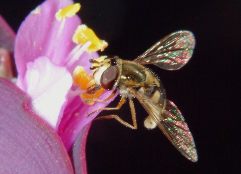Macrofotografia (anche per micologi) , Natura Mediterraneo | Forum ...