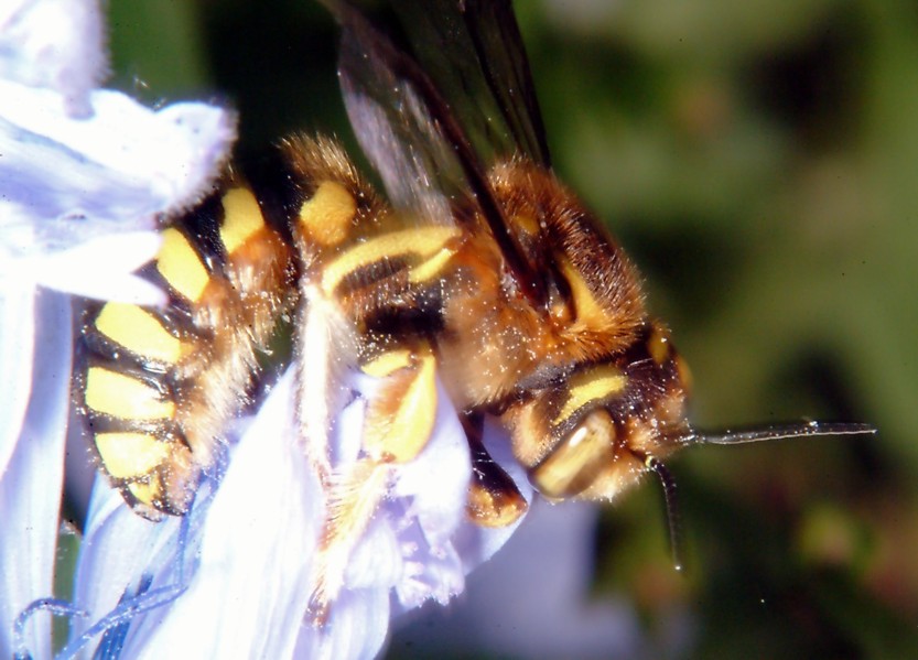Insetti, insetti! , Natura Mediterraneo | Forum Naturalistico
