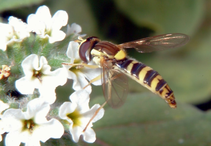 Insetti, insetti! , Natura Mediterraneo | Forum Naturalistico