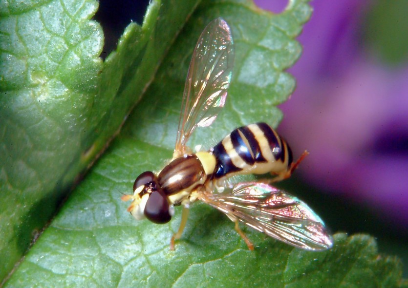 Insetti, insetti! , Natura Mediterraneo | Forum Naturalistico
