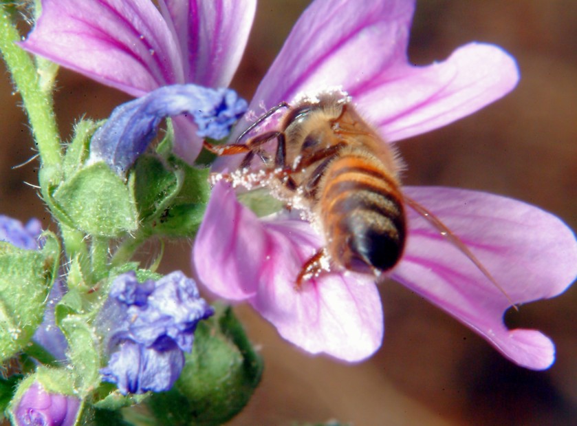 Api, malva e insetto rossonero , Natura Mediterraneo | Forum Naturalistico