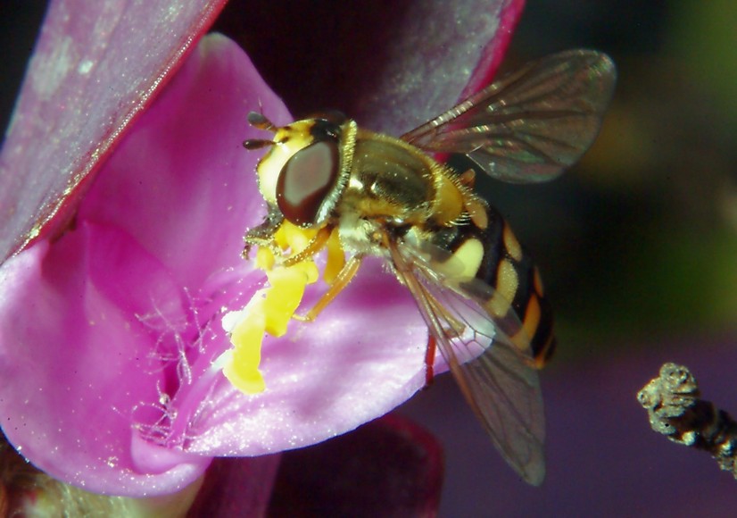 Eupeodes sp. , Natura Mediterraneo | Forum Naturalistico