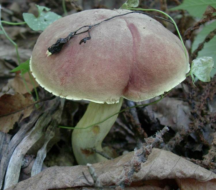 Xerocomus subtomentosus , Natura Mediterraneo | Forum Naturalistico