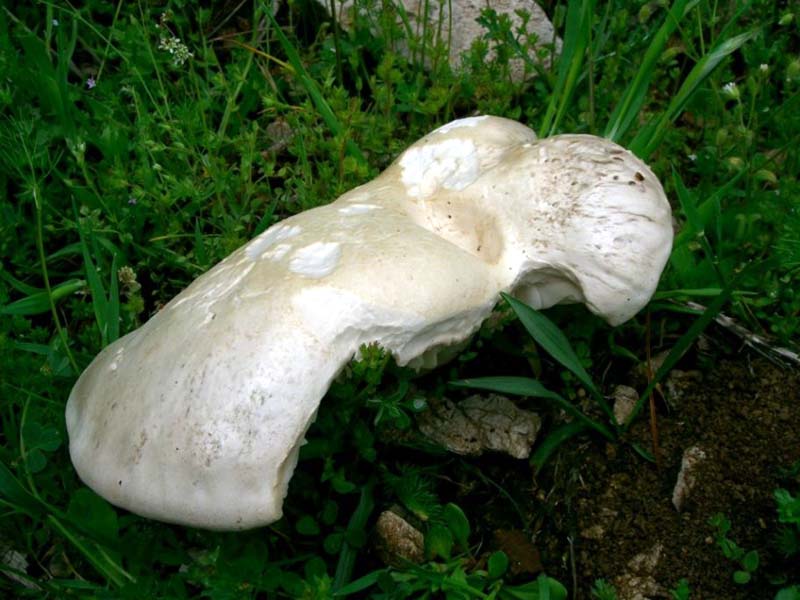 Pleurotus nebrodensis. Scheda fotografica , Natura Mediterraneo | Forum ...