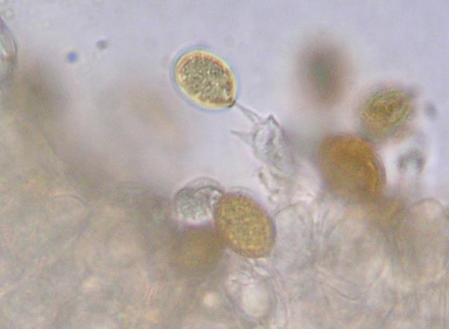 Setchelliogaster tenuipes. Non commestibile. , Natura Mediterraneo ...