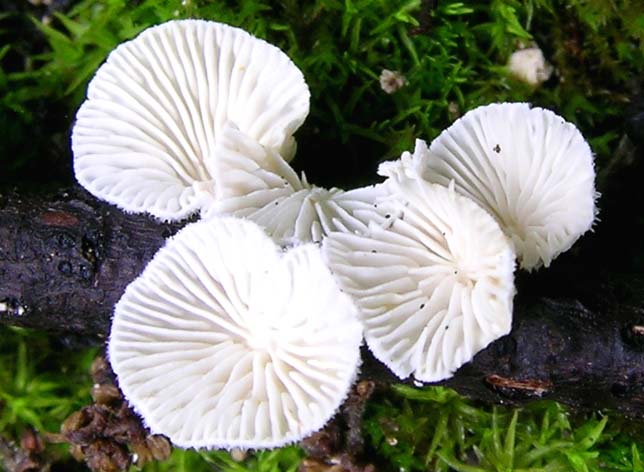 Chaetocalathus craterellus , Natura Mediterraneo | Forum Naturalistico