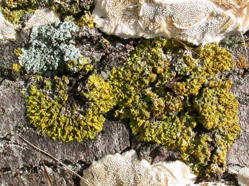 Licheni vari , Natura Mediterraneo | Forum Naturalistico