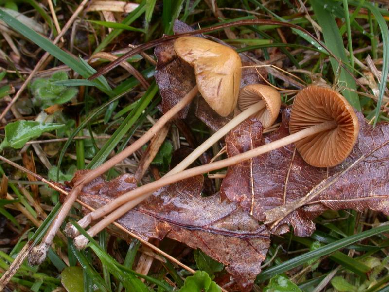 Conocybe semiglobata , Natura Mediterraneo | Forum Naturalistico