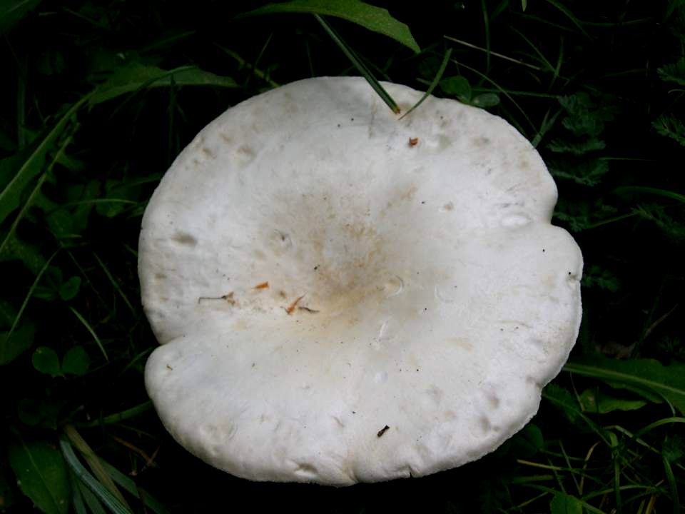 Pleurotus nebrodensis. Scheda fotografica , Natura Mediterraneo | Forum ...