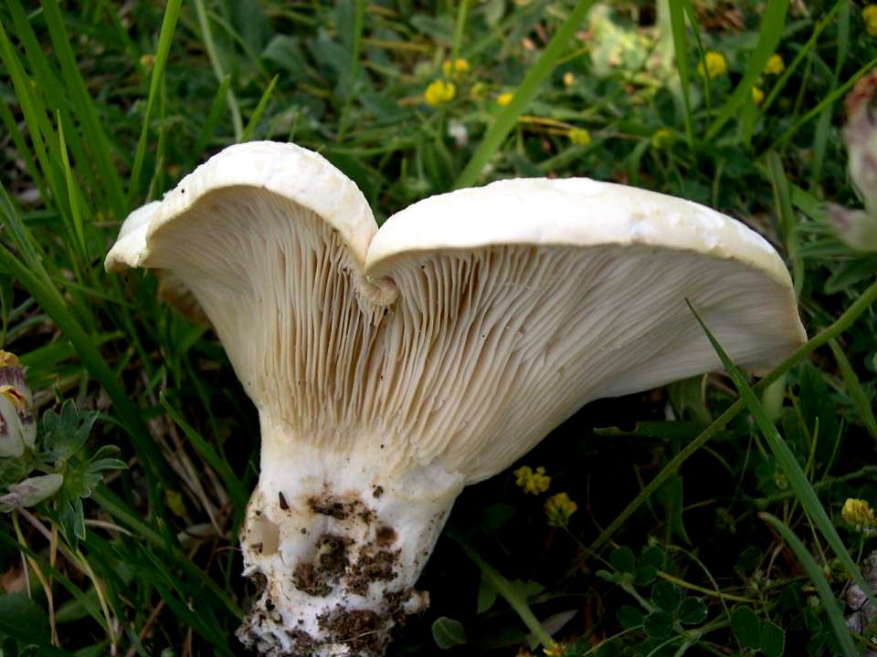 Pleurotus nebrodensis. Scheda fotografica , Natura Mediterraneo | Forum ...
