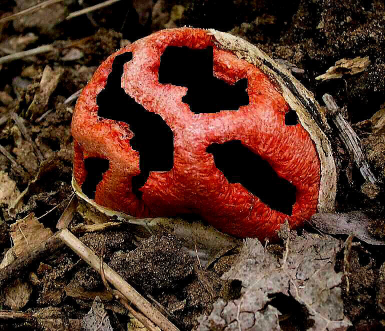 Clathrus ruber , Natura Mediterraneo | Forum Naturalistico