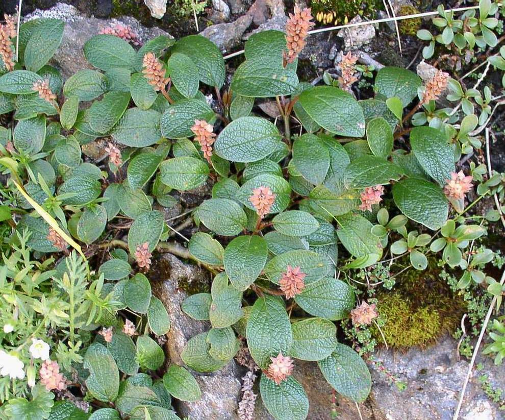 Salici nani - Salix , Natura Mediterraneo | Forum Naturalistico
