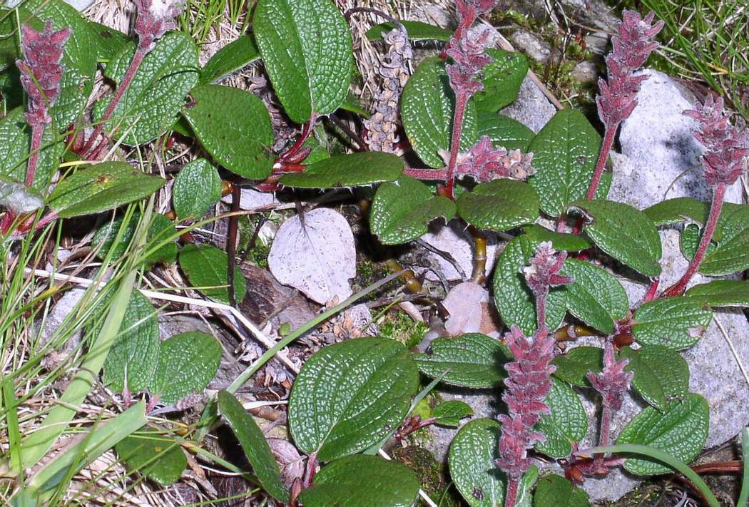 Salici nani - Salix , Natura Mediterraneo | Forum Naturalistico