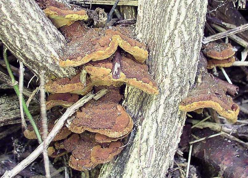 Phellinus ribis , Natura Mediterraneo | Forum Naturalistico