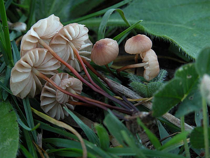 Marasmius anomalus var. microsporus (Mre.) Ant. , Natura Mediterraneo ...
