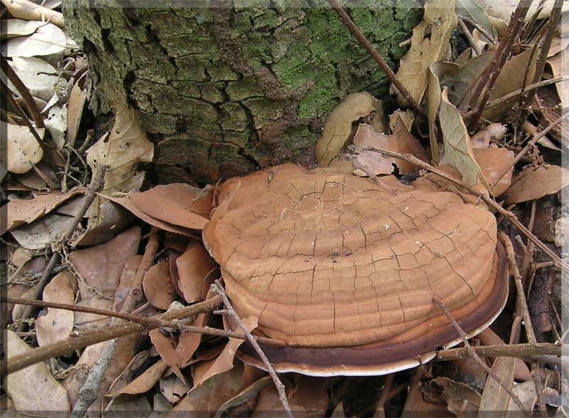 Ganoderma applanatum , Natura Mediterraneo | Forum Naturalistico