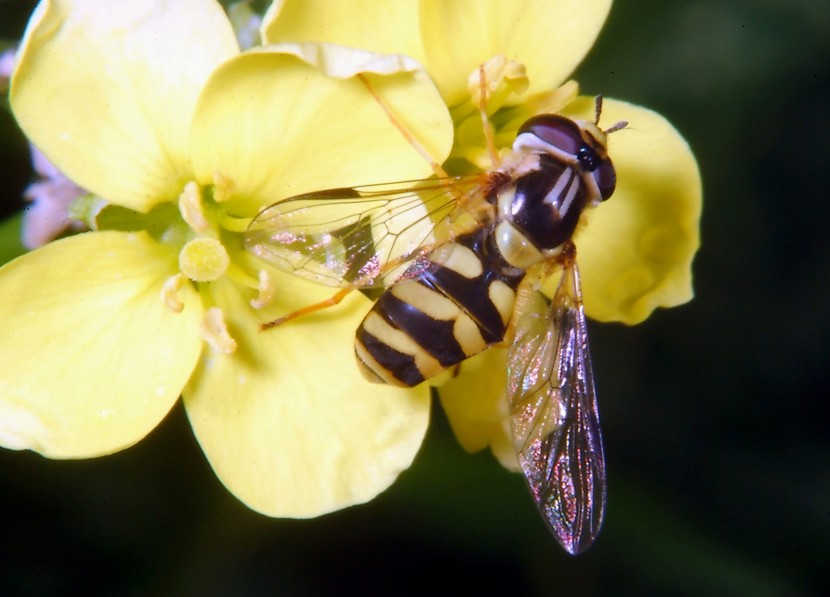 Un insetto nuovo , Natura Mediterraneo | Forum Naturalistico
