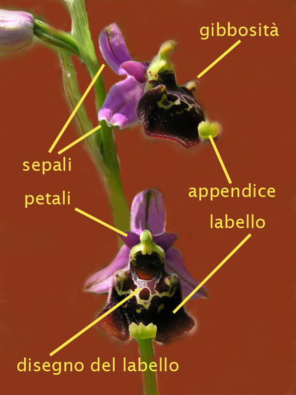 orchidee: struttura del fiore , Natura Mediterraneo | Forum Naturalistico