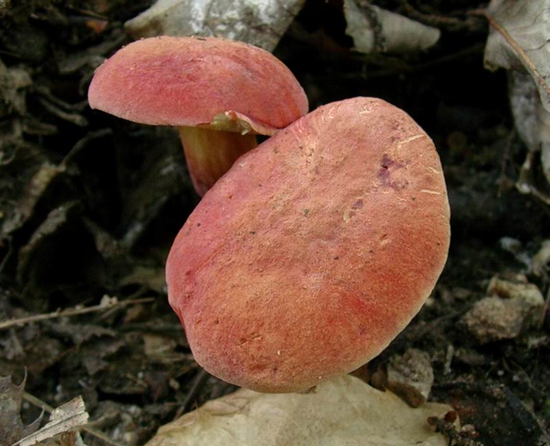 altro xerocomus 30.08. , Natura Mediterraneo | Forum Naturalistico