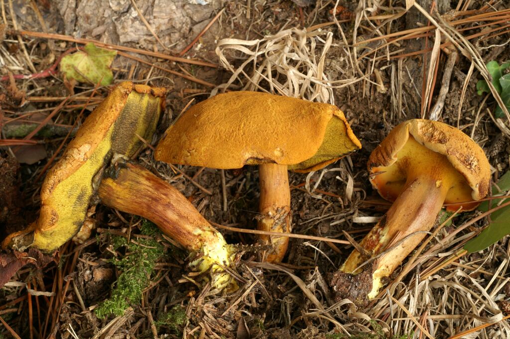 pulveroboletus lignicola , Natura Mediterraneo | Forum Naturalistico