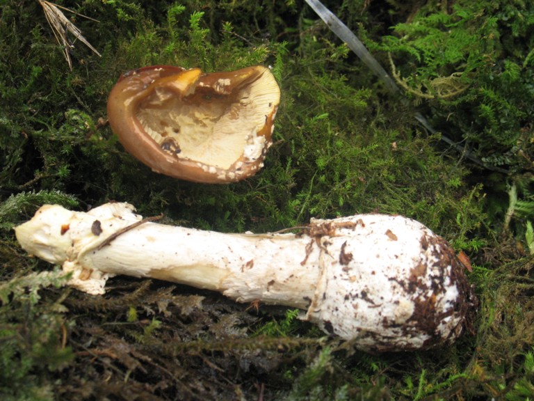 A. fulva? , Natura Mediterraneo | Forum Naturalistico