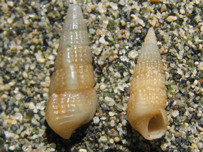 Bittium reticulatum , Natura Mediterraneo | Forum Naturalistico