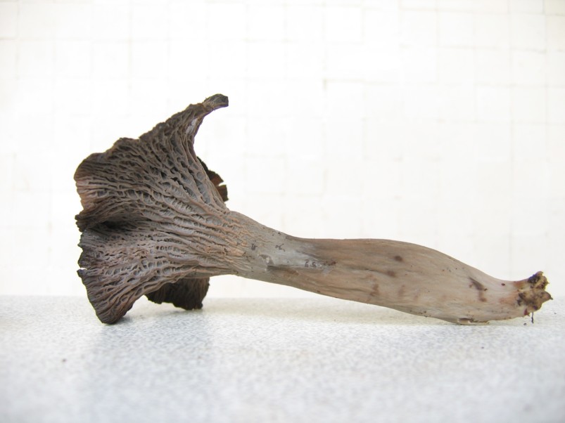 Trombette , Natura Mediterraneo | Forum Naturalistico