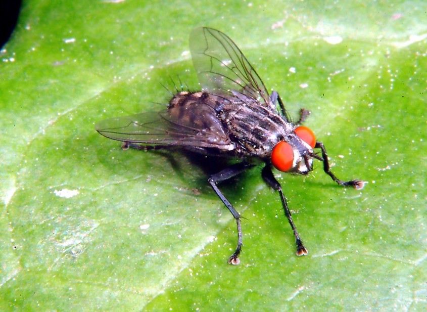 mosca , Natura Mediterraneo | Forum Naturalistico