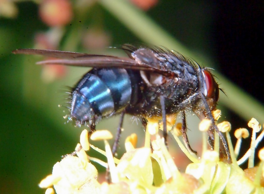 Insetti in volo libero e bombo rosso , Natura Mediterraneo | Forum ...