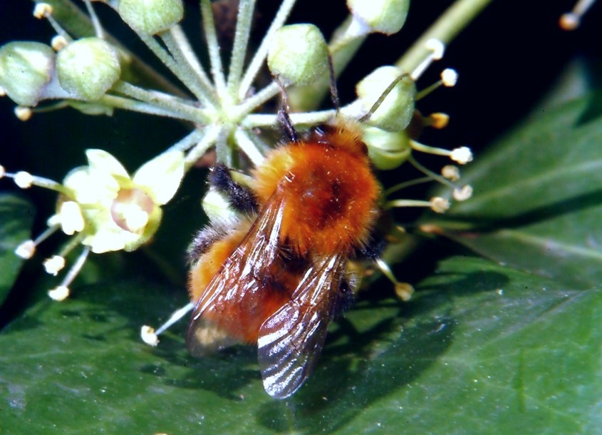 Insetti in volo libero e bombo rosso , Natura Mediterraneo | Forum ...