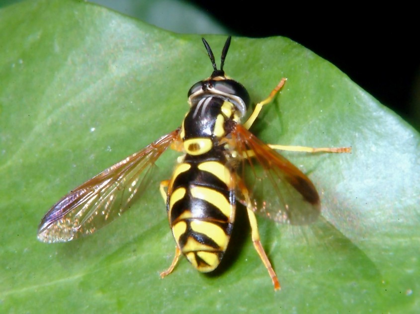 Insetti in volo libero e bombo rosso , Natura Mediterraneo | Forum ...