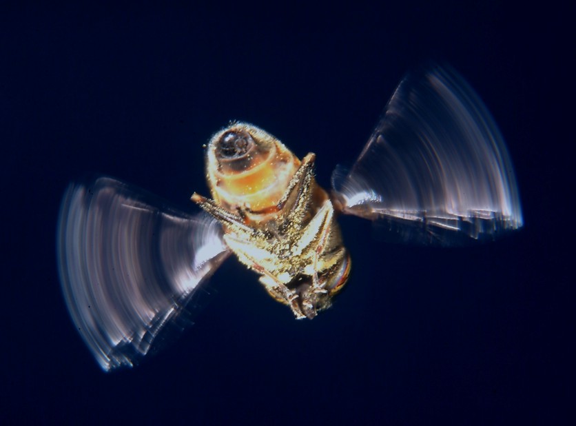 Insetti in volo libero e bombo rosso , Natura Mediterraneo | Forum ...