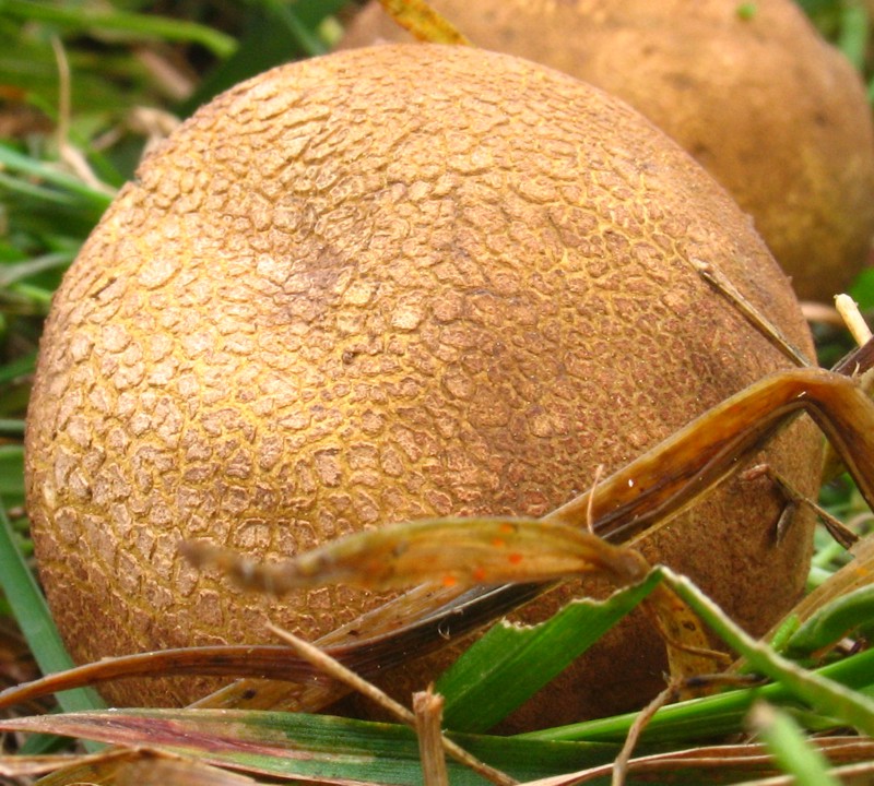 Scleroderma meridionale , Natura Mediterraneo | Forum Naturalistico