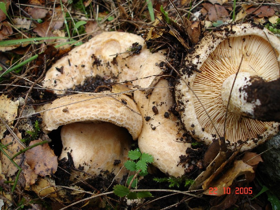 Russula torulosa,Lactarius acerrimus, Rhodocybe fallax e ?? , Natura ...