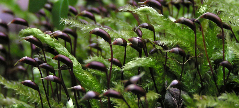 Brachythecium rutabulum , Natura Mediterraneo | Forum Naturalistico
