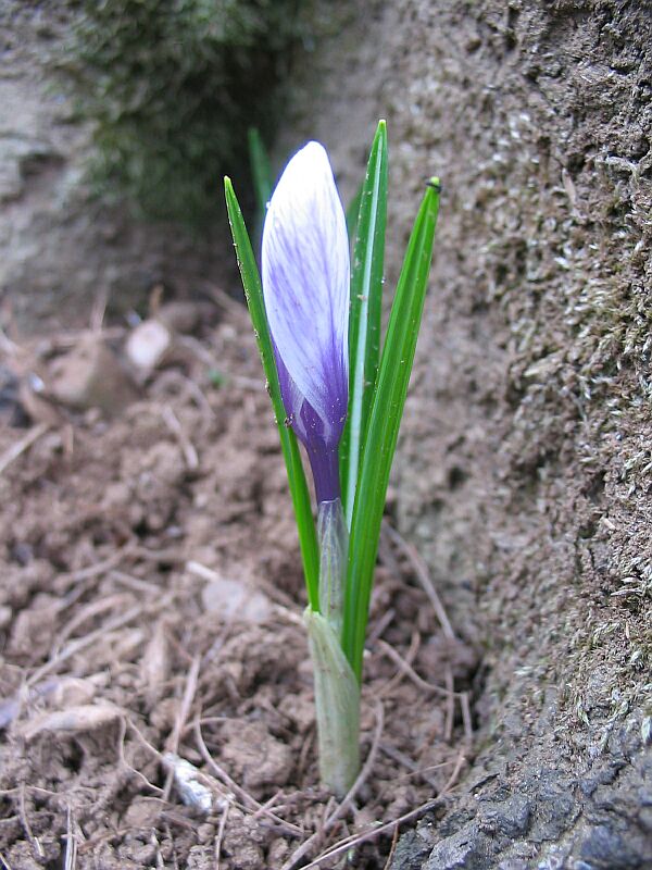 Crocus vernus / Zafferano alpino , Natura Mediterraneo | Forum ...
