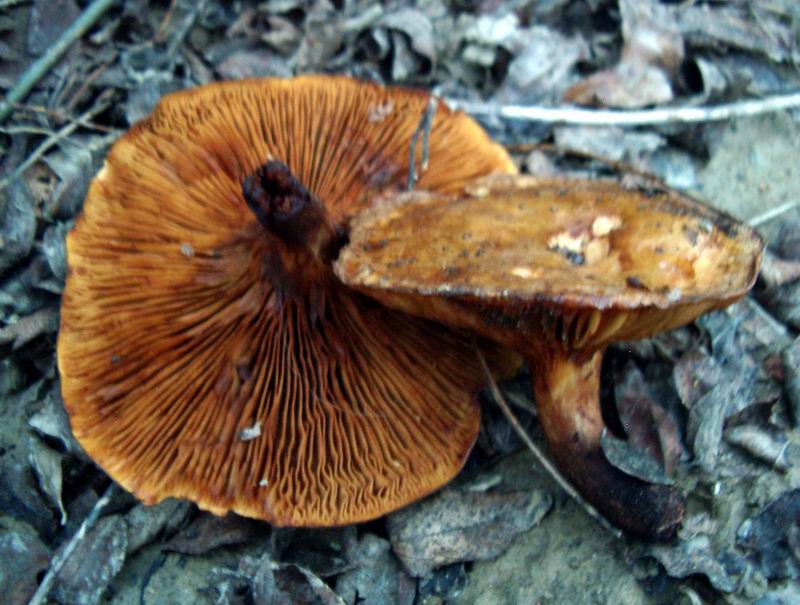 Paxillus rubicundulus , Natura Mediterraneo | Forum Naturalistico