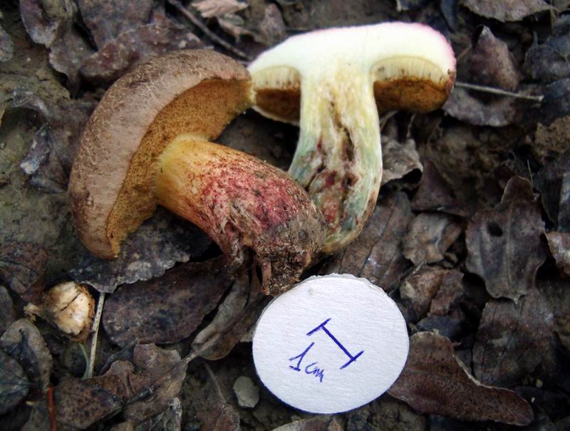 Leccinum crocipodium, Xerocomus sp., Suillus sp. , Natura Mediterraneo ...