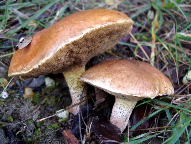 Leccinum crocipodium, Xerocomus sp., Suillus sp. , Natura Mediterraneo ...